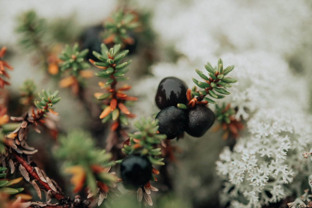 The Crowberry – www.bleunordique.com